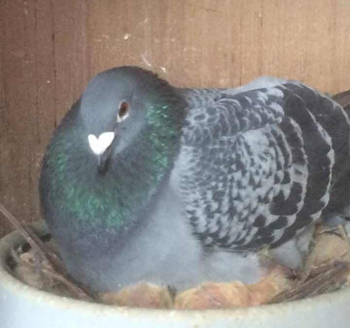 Johan Wendel - Marathonduivenjournaal