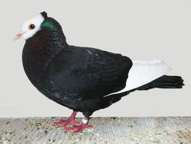 Cor Sierduif - Marathonduivenjournaal