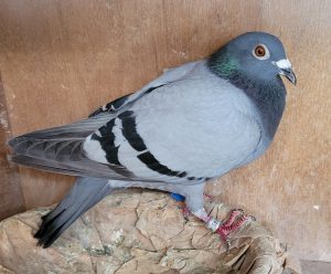 Thei Wolfs uit Maria Hoop (Limburg) wint los vooruit Provinciaal Cahors ...