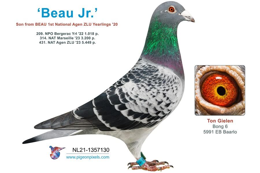 Foto NL21-1357130 Beau Jr. - Marathonduivenjournaal