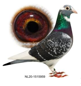 Sil van Vliet, Ter Aar, Keizer Grote Fond van de ZLU en 1e W.E.O.M. (3 ...