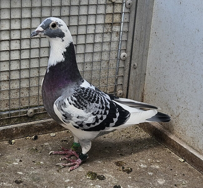 23-288 Sil van Vliet - Marathonduivenjournaal